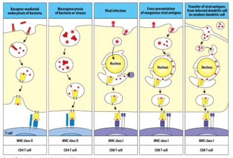 MHC And Antigen Processing I And II Flashcards Quizlet