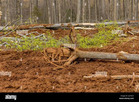 Remove Tree Roots For Housing Preparation Land New Residential Development Construction Stock