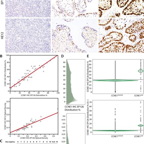Multi‐step Ccne1 Ihc Assay Standardisation A Ihc Controls For 2 Download Scientific Diagram