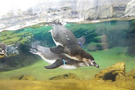 Pingüinos Humboldt Nadando Bajo El Agua Imagen De Archivo Imagen De