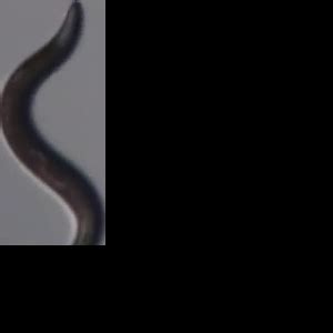 Unet Semantic Segmentation Dataset By Unet