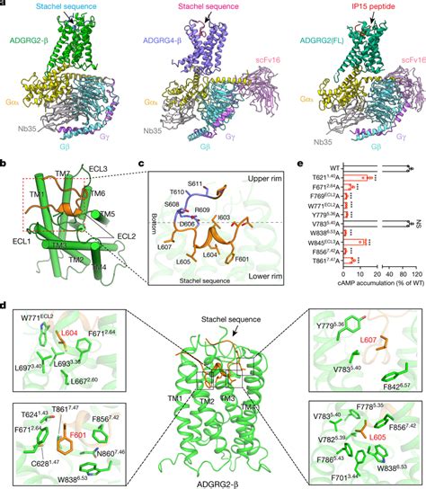 Overall Cryo Em Structures Of Adgrg2 β Adgrg4 β And Ip15 Bound