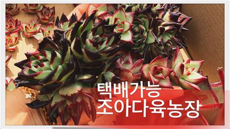 💥 택배가능해요 조아다육 010 6252 5061수입 창5만원6만원장금이3천원파비에르엘히어로알렉산더환엽불새 신상보면서