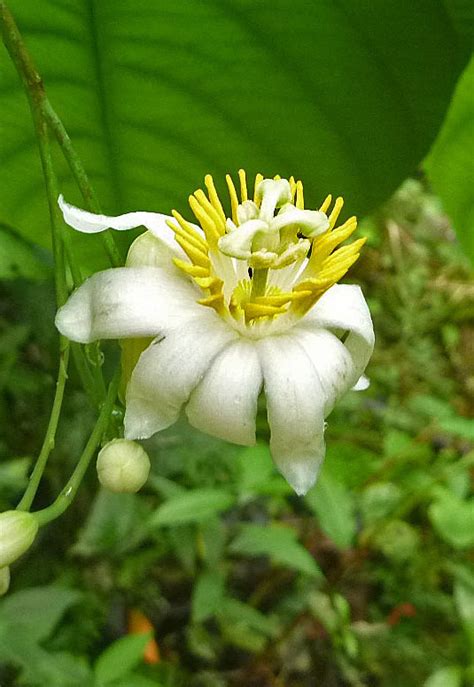 Passiflora Macrophylla From Yumbo Valle Del Cauca Colombia On March 6