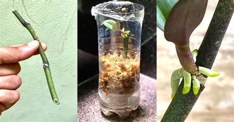 Найпростіший і найефективніший спосіб розмноження орхідей Оселя