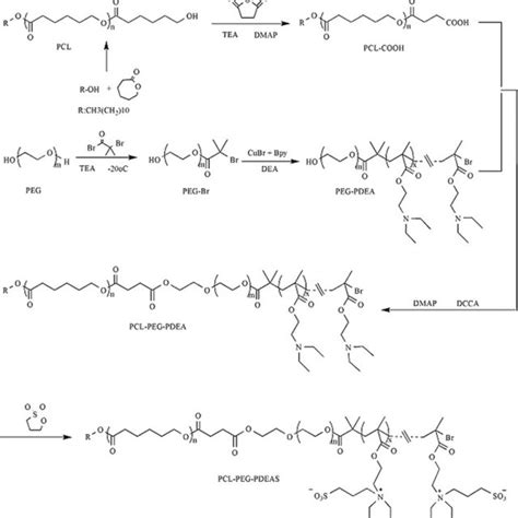 Synthesis Of Pcl Peg Pdeas Download Scientific Diagram