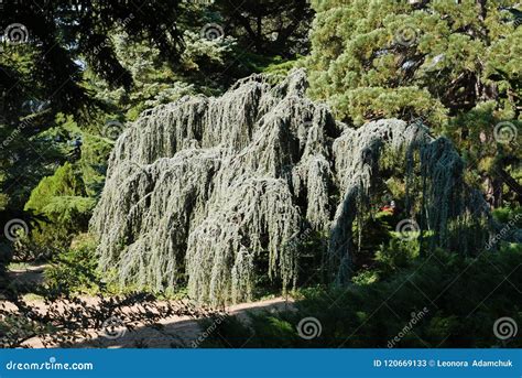 Branches Of The Tree Hanging Down To The Greenest And Very Thick Are Very Unusual Stock Image