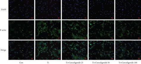 Curculigoside Treatment Inhibited Ti Induced Activation Of Osteoclast Download Scientific