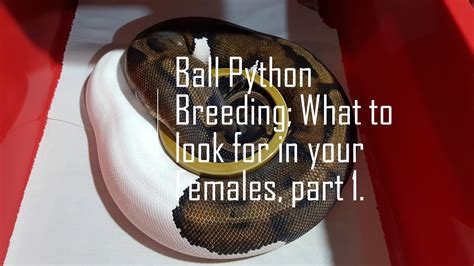 Most Comprehensive Book Guide Video On Ball Python Breeding Ball
