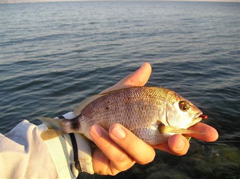 Морской карась: фото с подробным описанием, на что ловить и где (какие ...