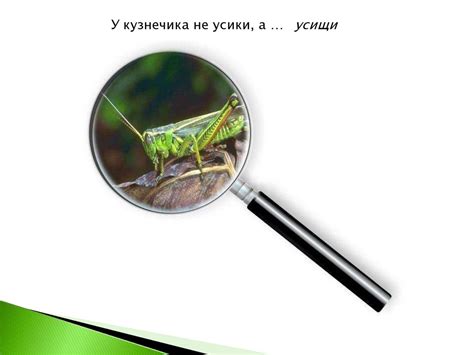 Насекомые - презентация онлайн