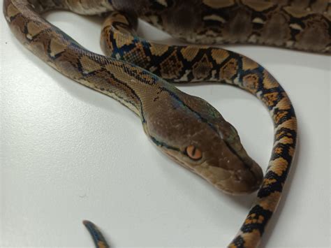 Normal Reticulated Python Male Yearling Exotic Pet Store