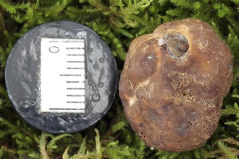 Tuber Puberulum Discomycetes Forum Di Micologia Amb Gruppo Di Muggia E Del Carso