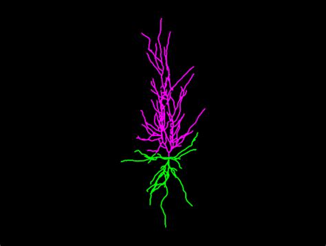 Detailed Cell Information Piriform Cortex 3