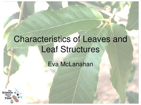 PPT Characteristics Of Leaves And Leaf Structures PowerPoint Presentation ID 1427283