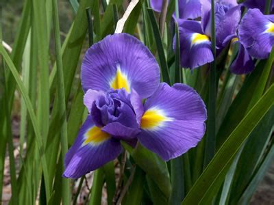 Iris Las Flores