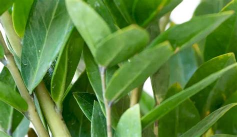 금전수 키우기 모종 및 화분 선택 물주기 분갈이 번식 등 Nofat