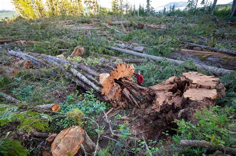 Tree Ring Circus Bcs Logging Blunder Leaves Giant Cedars Flattened Vanislenews Tree Ring Circus Bcs Logging Blunder Leaves Giant Cedars Flattened Vanislenews