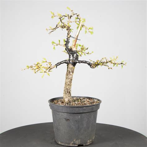 Larix Decidua 1 Lärche Bonsaigarten Birkach
