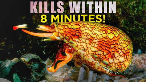 Why Cone Snail Is Called Cigarette Snail Kills Humans In 8 Minutes Youtube