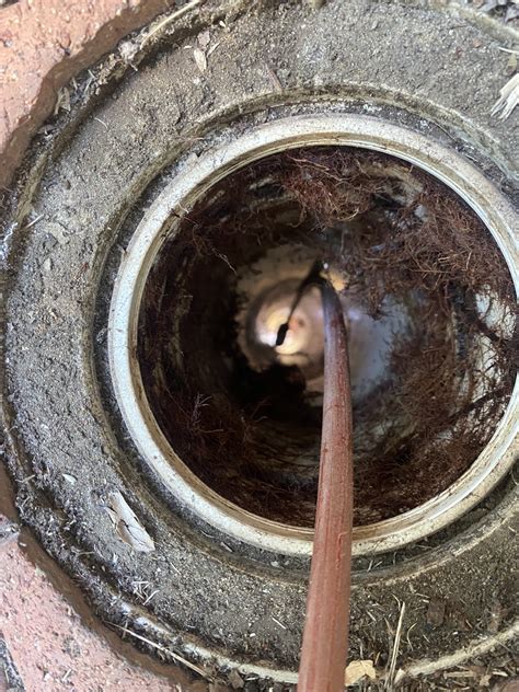 The Intrusion Of Tree Roots How They Can Damage Your Drainage