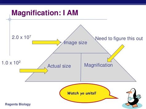 Magnification And Microscopes