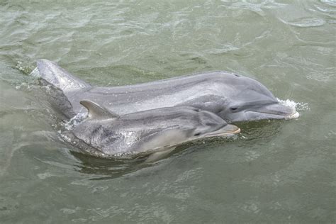 Functionally Caffeinated Wellness The Omega Index Is A Key To Longevity