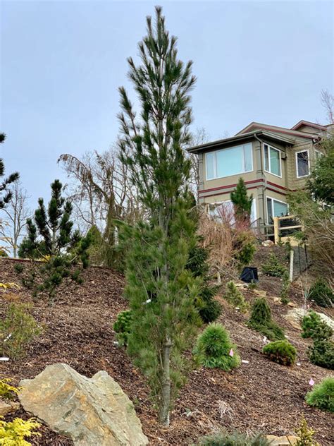 Buy Pinus Strobus Stowe Pillar Columnar White Pine Tree — Mr Maple