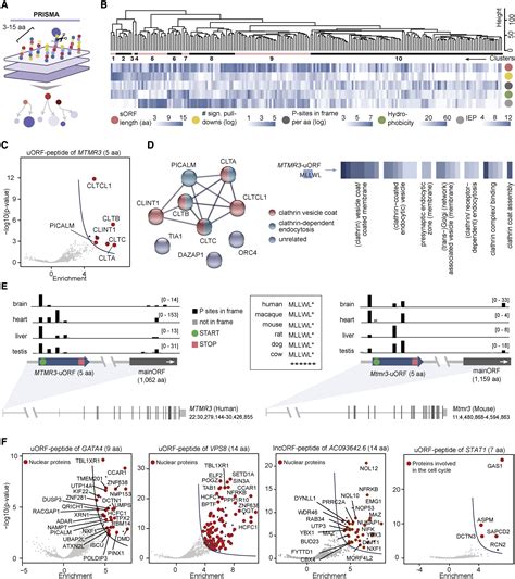 Evolutionary Origins And Interactomes Of Human Young Microproteins And Small Peptides