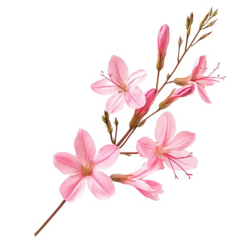 Delicate Gaura Flowers In Soft Pink Hues Displayed On A Flat