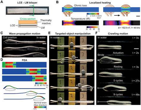 Inwater Actuation Of LCELM Bilayer Strips For Wave Propagation Download Scientific Diagram