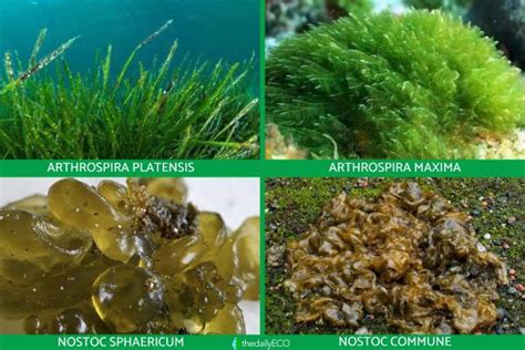 What Are Cyanobacteria In Biology Definition With Characteristics