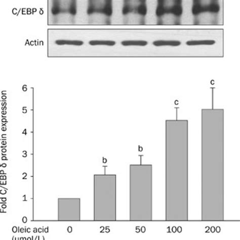 The Protein Expression Of Ccaat Enhancer Binding Protein C Ebp Download Scientific Diagram