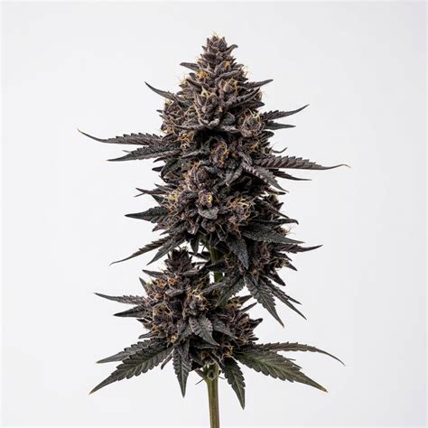 Purple Octane Strain Hi Octane × Jealousy × Runtz Strainpedia