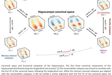 Coordinated Representations For Naturalistic Memory Encoding And Retrieval In Hippocampal Neural