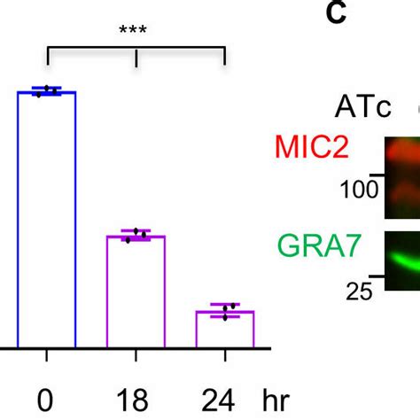 Depletion Of Rab1b Caused Secretion Defects In The Rhoptry Bulb But Not