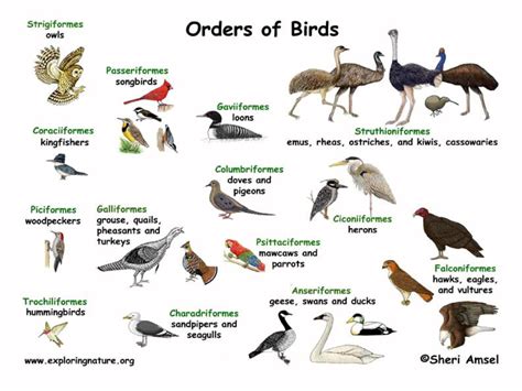 Bird Classification Worksheet For 4th 6th Grade Lesson Planet