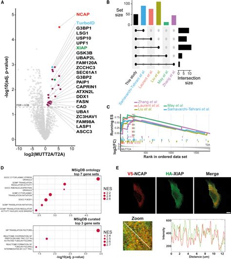Leveraging A Self Cleaving Peptide For Tailored Control In Proximity Labeling Proteomics Cell
