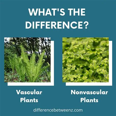 Difference Between Vascular And Nonvascular Plants Difference Betweenz