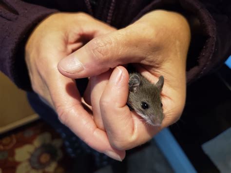 Smallest Mouse In The World