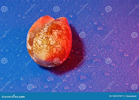Conus Textile Seashell Poisonous Blue Water Drop Background Stock Image Image Of Cloth Nature