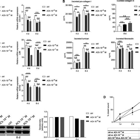 Ach Decreases Expression And Production Of Extracellular Matrix