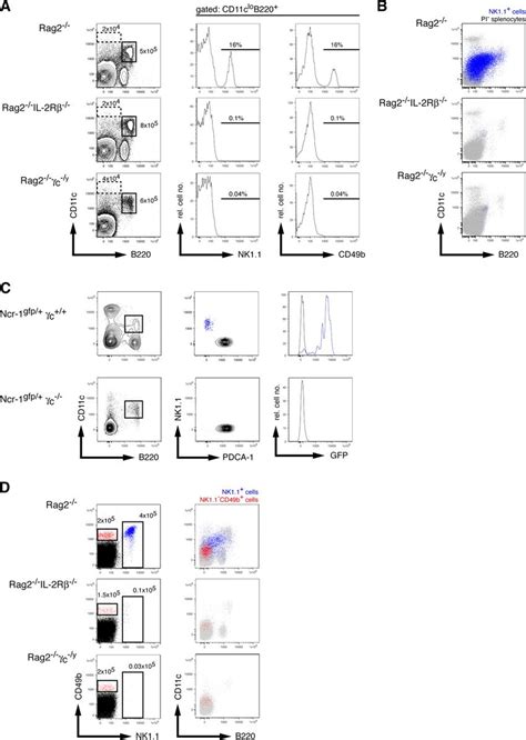 Nk1 1⁺cd11clob220⁺ Ikdc Like Cells Are Nk Cells A Analysis Of Bm Download Scientific