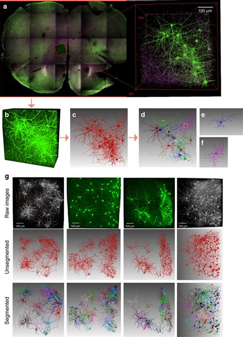 A Workflow For Automated Reconstruction Of Individual Neurons From A
