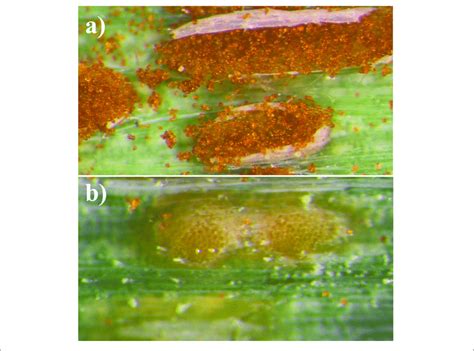 Symptoms Of A Leaf Rust And B Stripe Rust Observed On Leaves Of