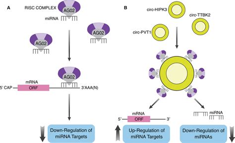 Circular Rnas Can Affect The Mirna Activity A Schematic Download Scientific Diagram