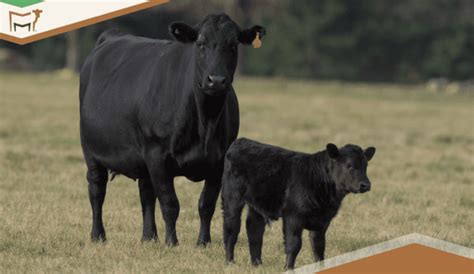 Understanding Cattle Gestation A Comprehensive Guide For Ranchers