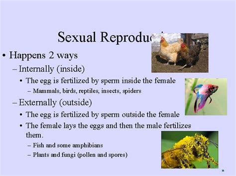 Methods Of Reproduction Sexual And Asexual Reproduction Reflection