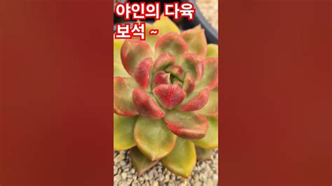 목요일 오늘도 화이팅 입니다 ~ 이찬원 파종이 실생 다육 다유기 다육이 다육식물 반려식물 다육판매 다육이판매 다육이키우기 다육인스타그램 매혹이 청주