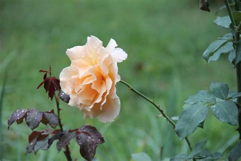 Excel Powerpivot,previousmonth函数的说明和使用示例 知乎 Excel Powerpivot,previousmonth函数的说明和使用示例 知乎